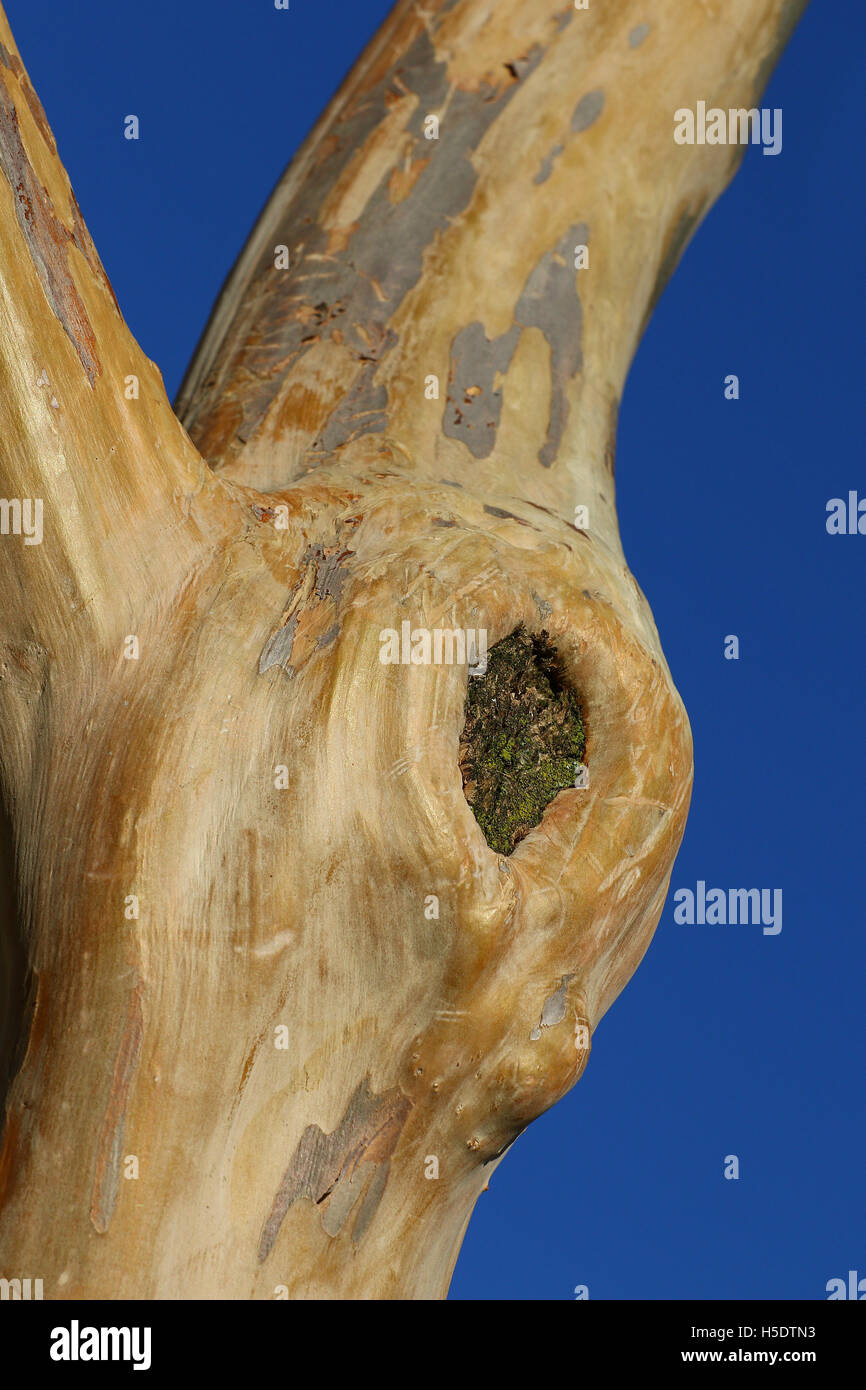 Smooth beech tree trunk and bark against blue sky nature background ...