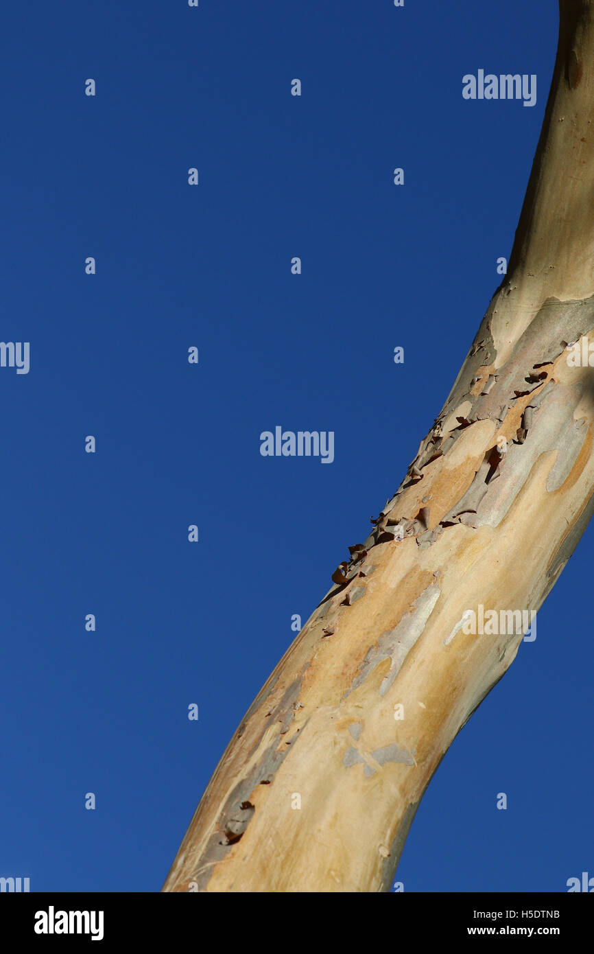 Smooth beech tree trunk and bark against blue sky nature background ...