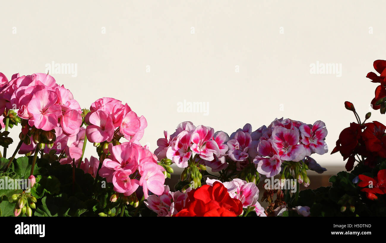 Pink and red flowers isolated against a white background Stock Photo ...