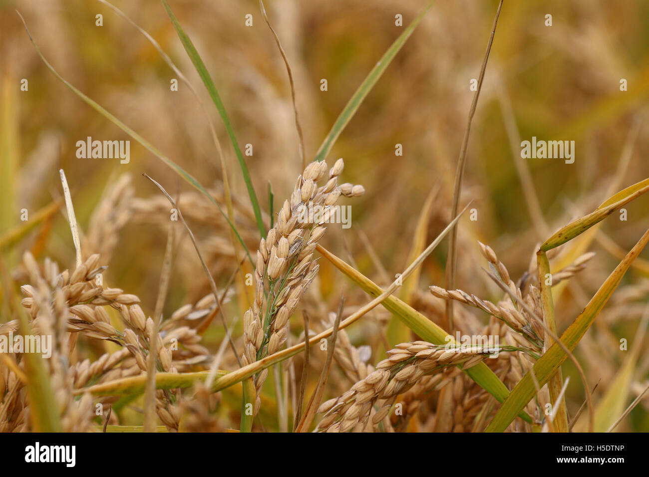 Wheat field background Stock Photo - Alamy