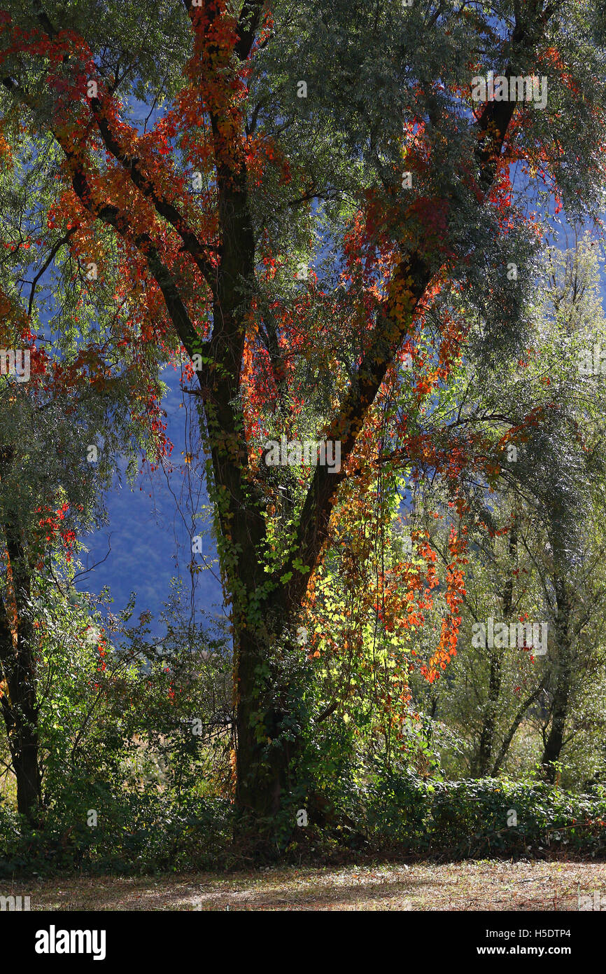 Large tree with ivy and changing leaf colors in the fall Stock Photo ...