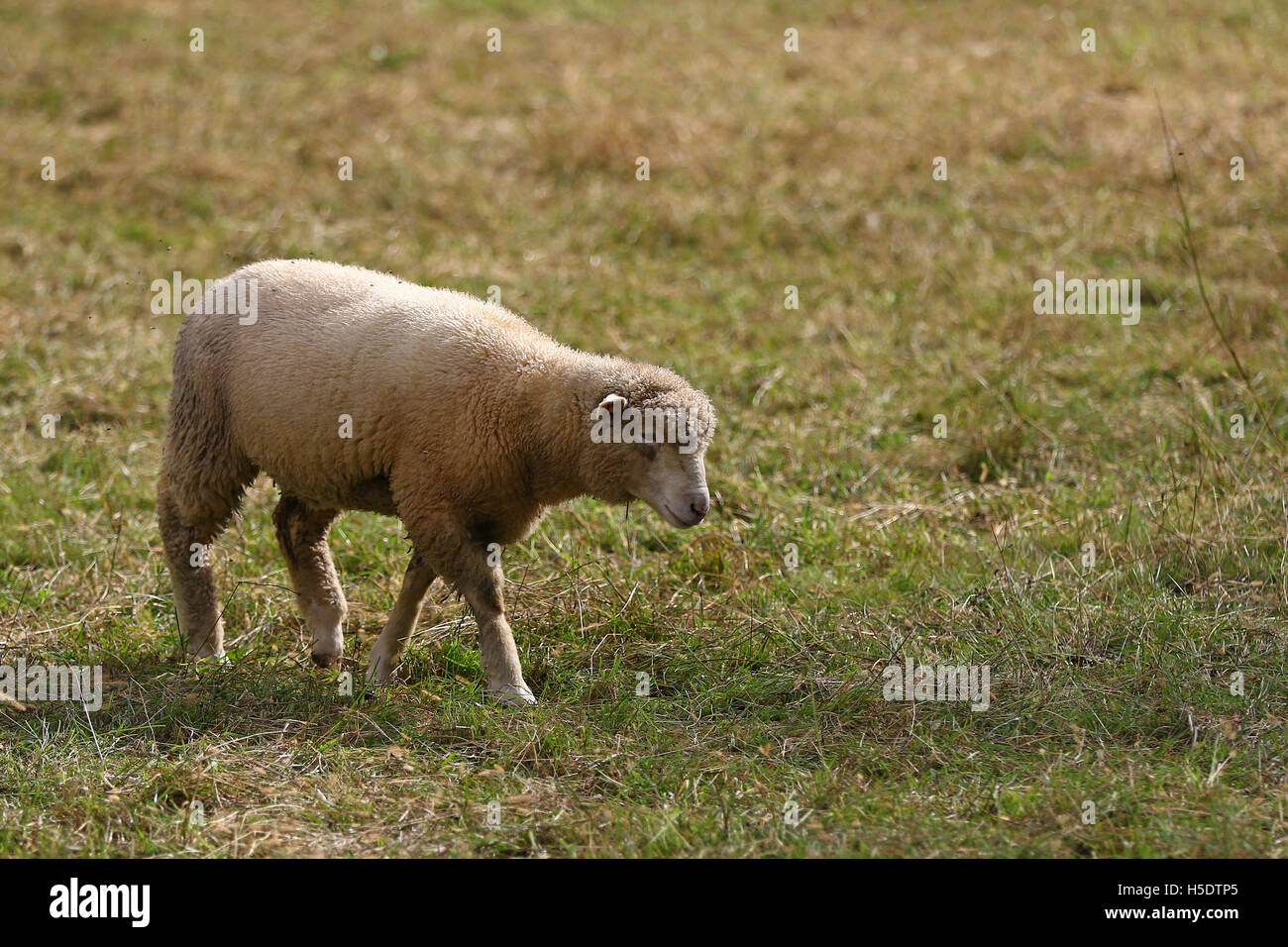 Sheep grazing in green grass pasture Stock Photo - Alamy