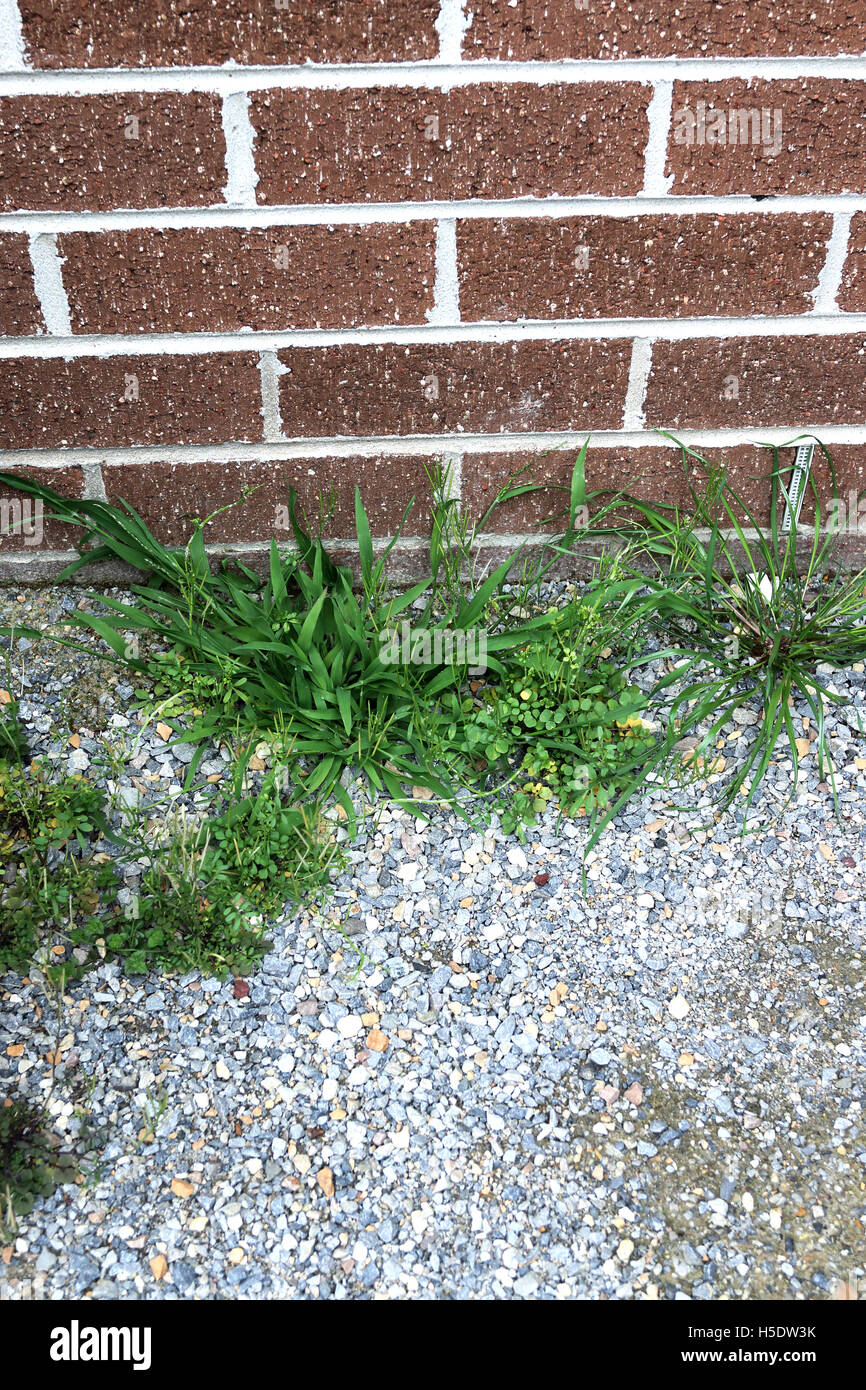 Grass and weeds growing near brick wall Stock Photo - Alamy