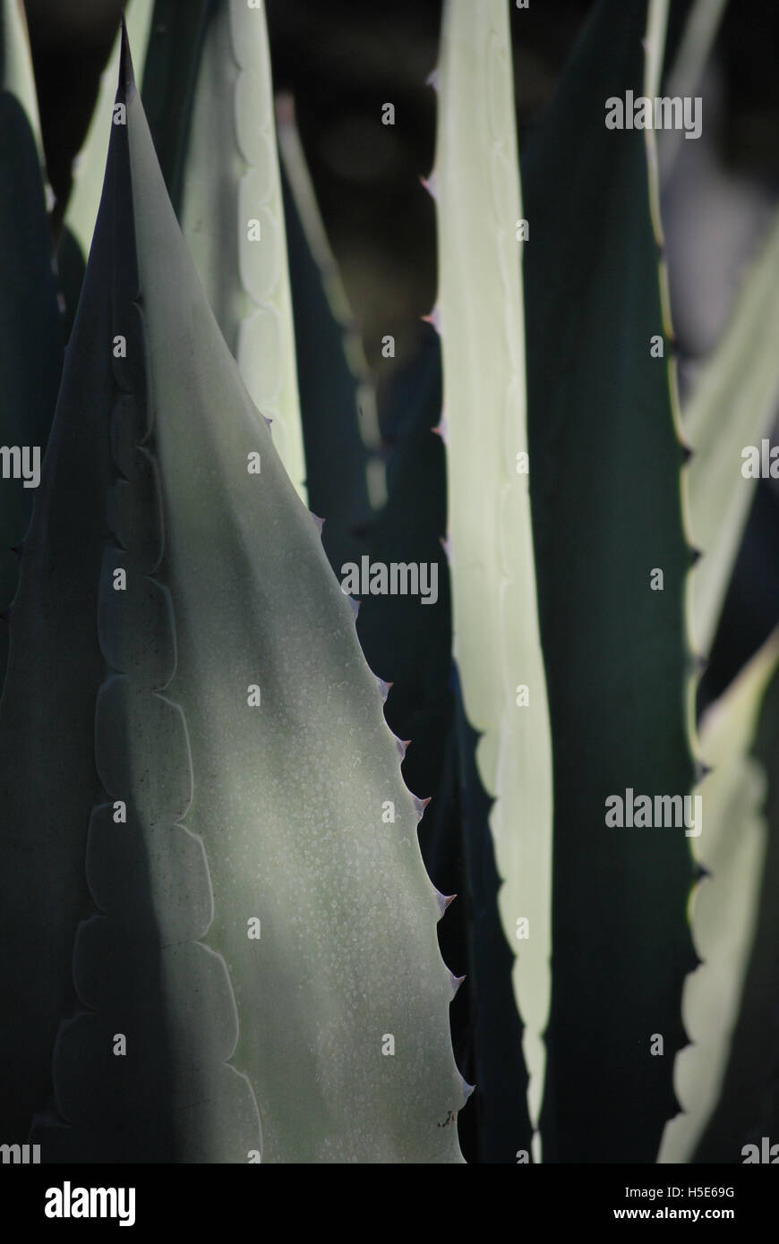 Detailed Photo of Leaves Stock Photo - Alamy