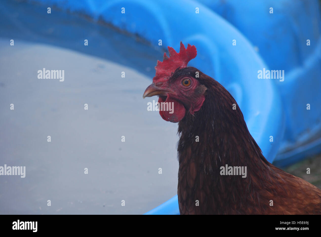 Rhode Island Red Hen Stock Photo - Alamy