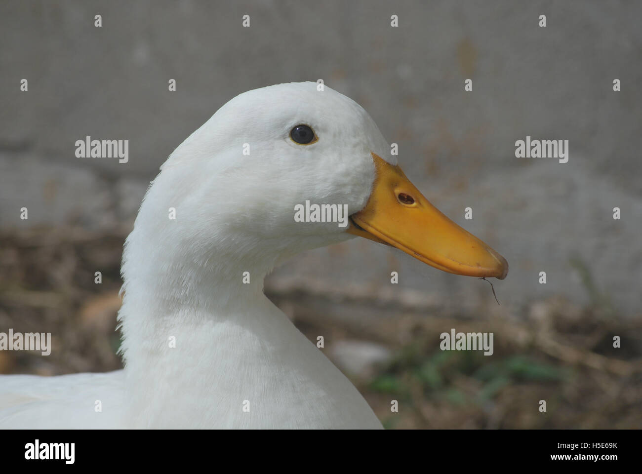 Pekin Drake Duck Portrait Stock Photo - Alamy