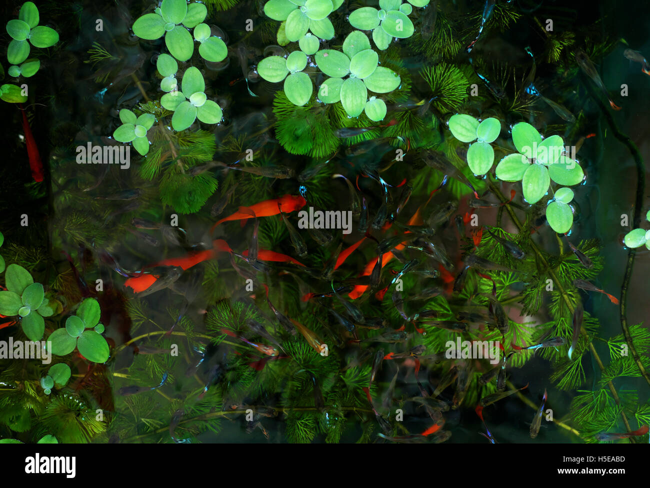 Tropi hi-res stock photography and images - Alamy