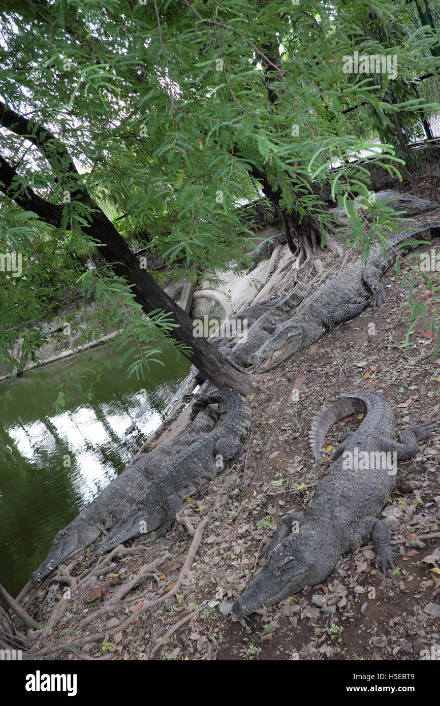 Crocodile in the zoo Stock Photo - Alamy