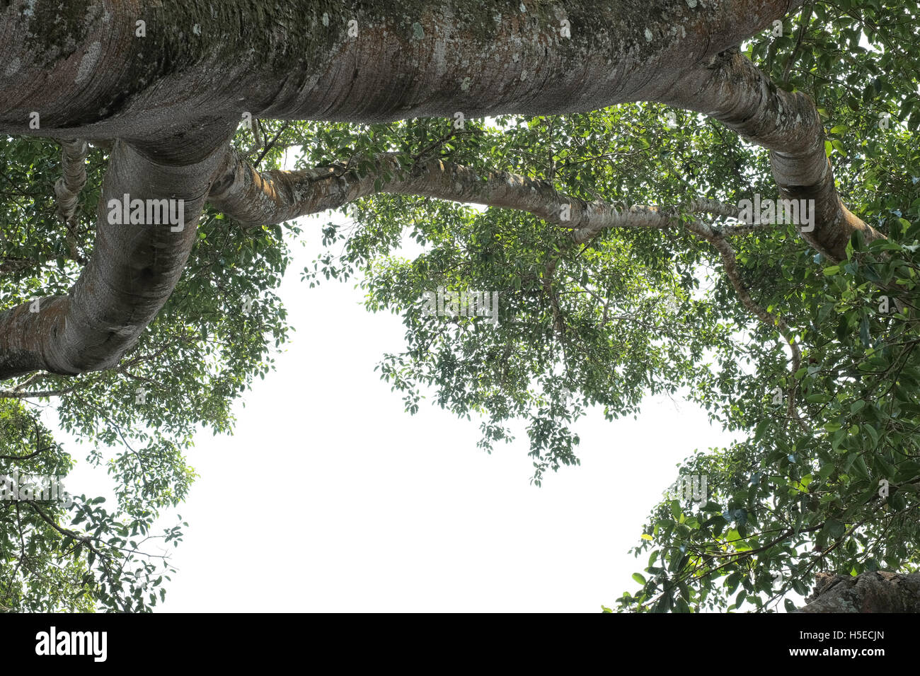 Big tree with leaf Stock Photo - Alamy
