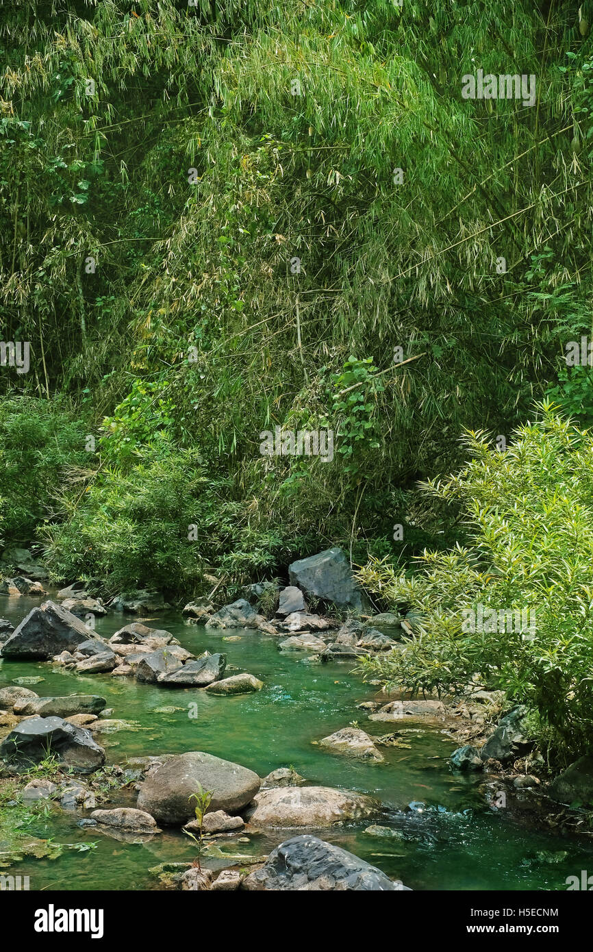 Stream forest brook in close hi-res stock photography and images - Alamy