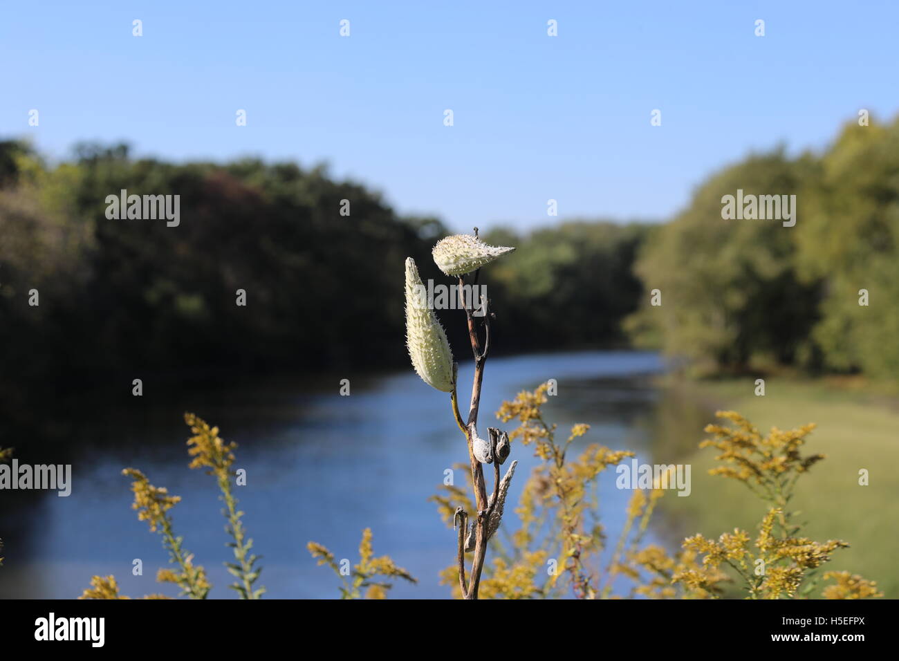 Naperville dupage river hi-res stock photography and images - Alamy