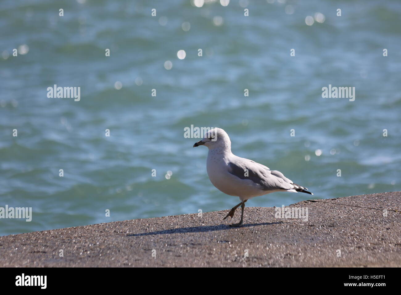 Unique seagull hi-res stock photography and images - Alamy