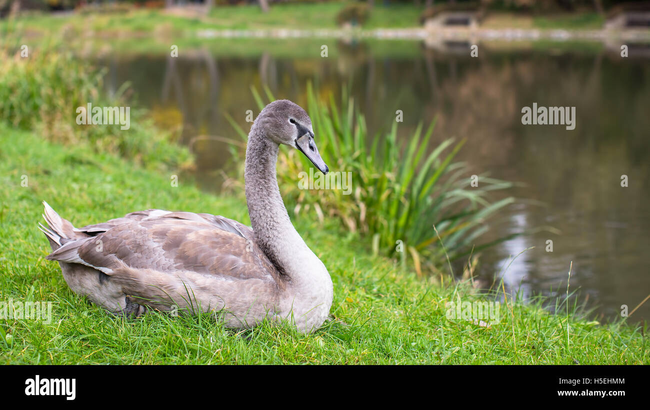 Swan lying near the lake Stock Photo - Alamy