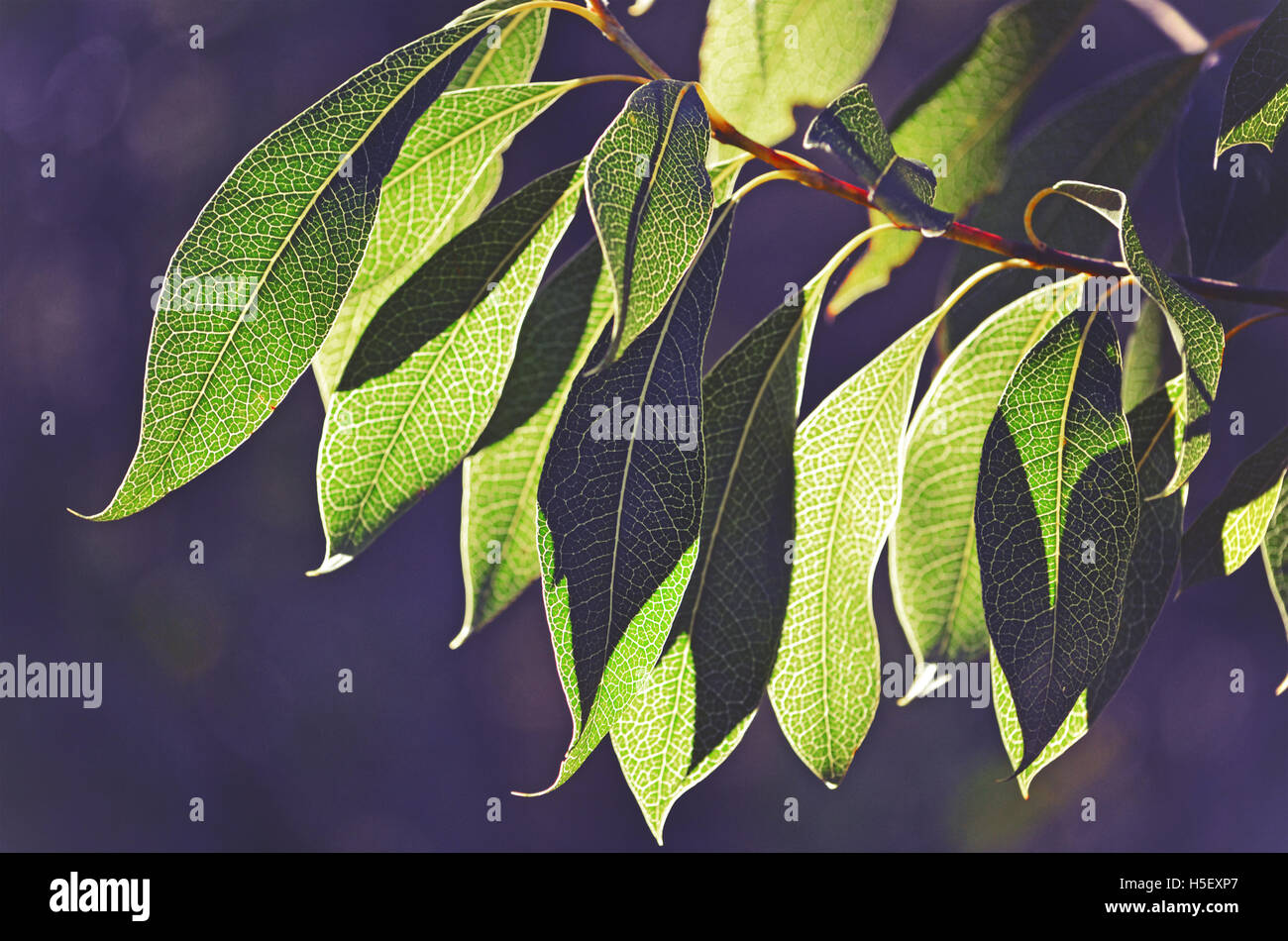 Back lit leaves of the Australian native Protea, the Woody Pear ...