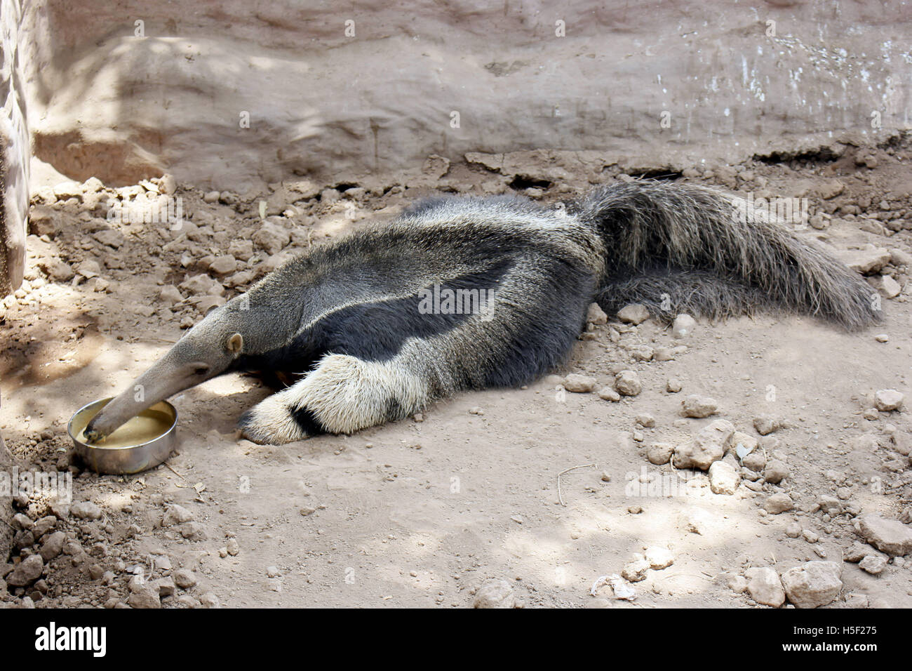Giant anteater peru hi-res stock photography and images - Alamy