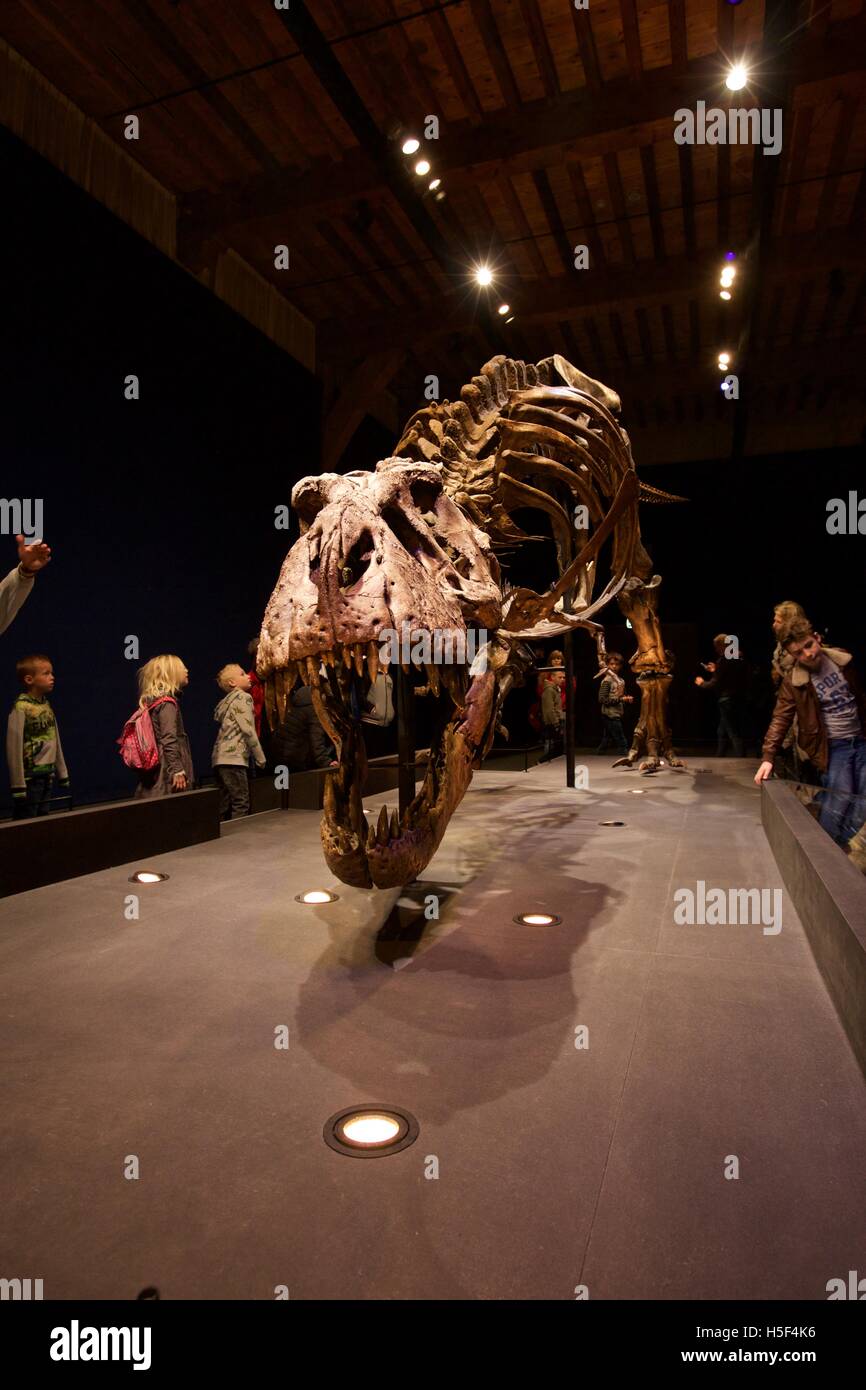 Tyrannosaurus Rex Skeleton High Resolution Stock Photography and Images ...