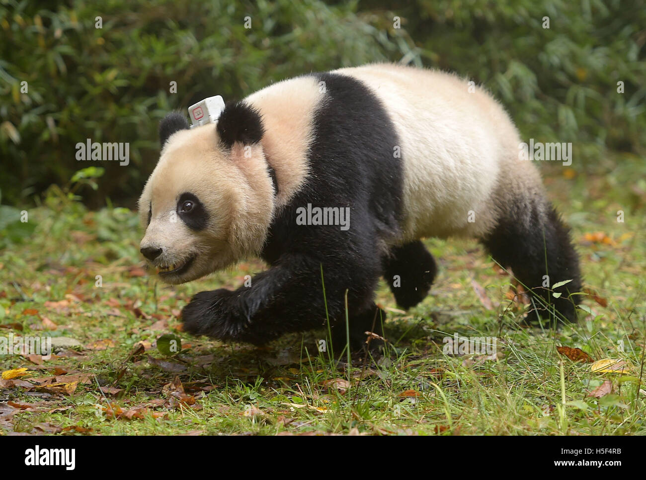 Shimian, China's Sichuan Province. 20th Oct, 2016. Giant panda Zhang ...