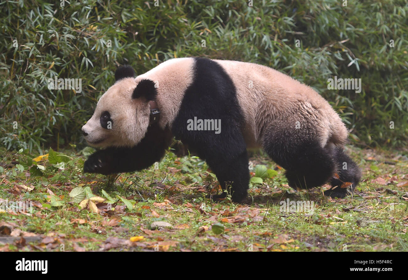 Shimian, China's Sichuan Province. 20th Oct, 2016. Giant panda Hua Yan ...