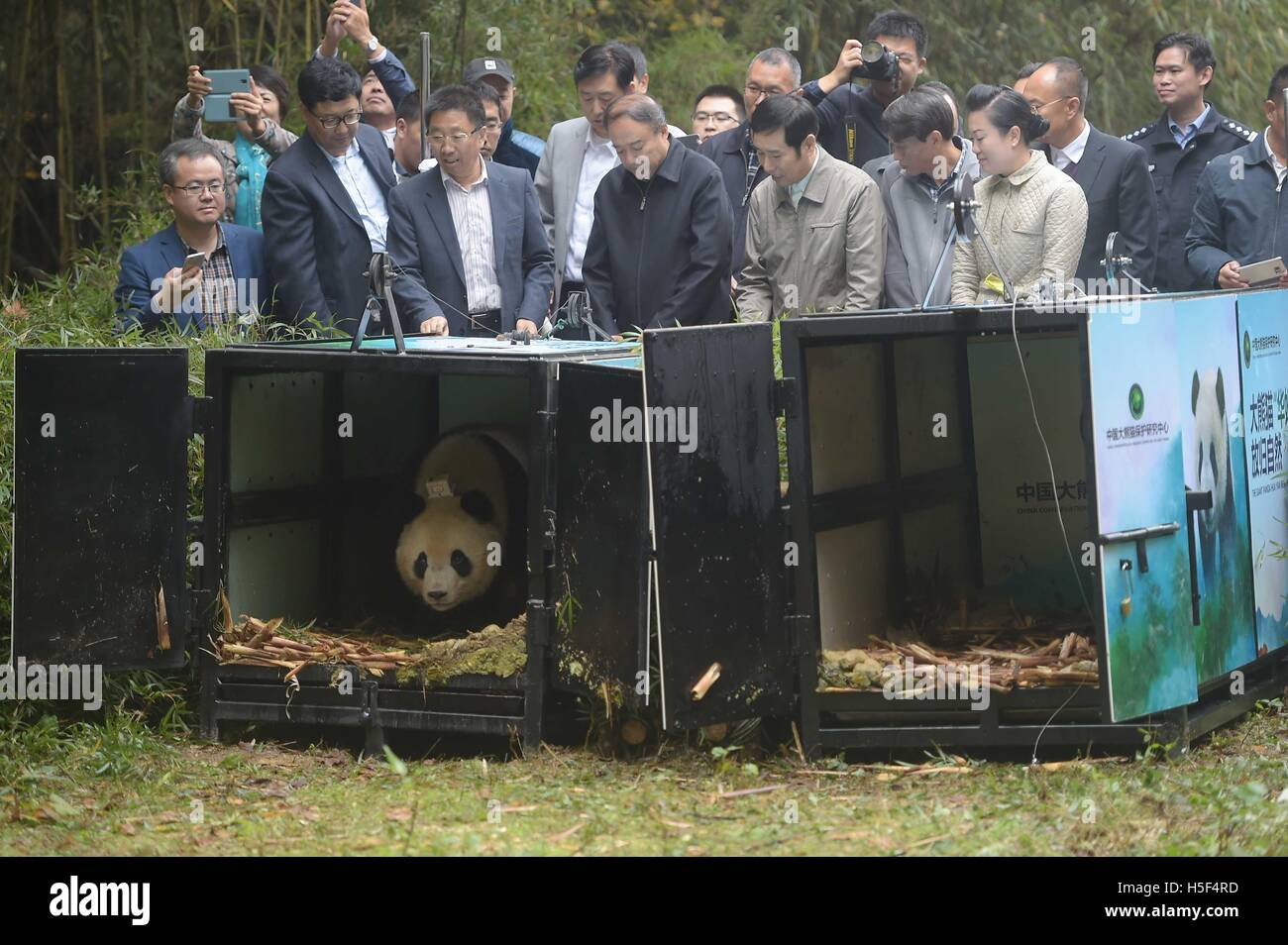 Shimian, China's Sichuan Province. 20th Oct, 2016. Giant panda Zhang ...