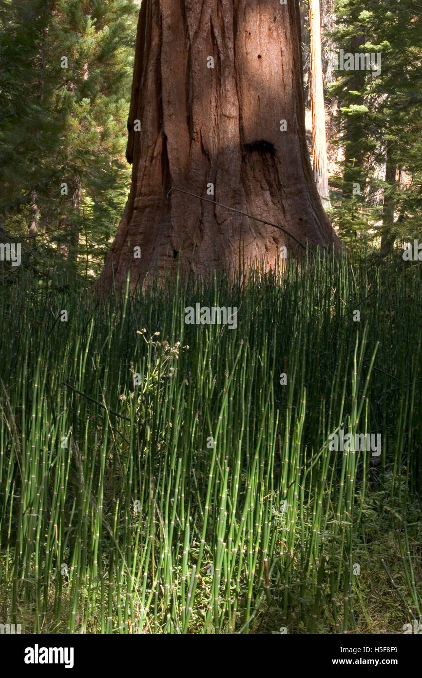 Giant sequoia groves hi-res stock photography and images - Alamy