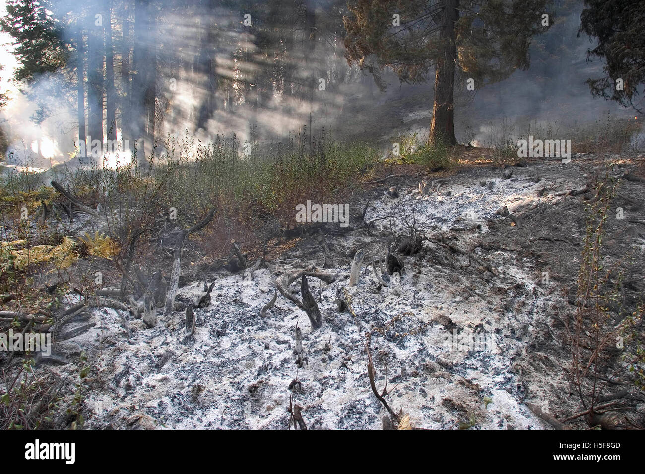 Yosemite controlled burning hi-res stock photography and images - Alamy