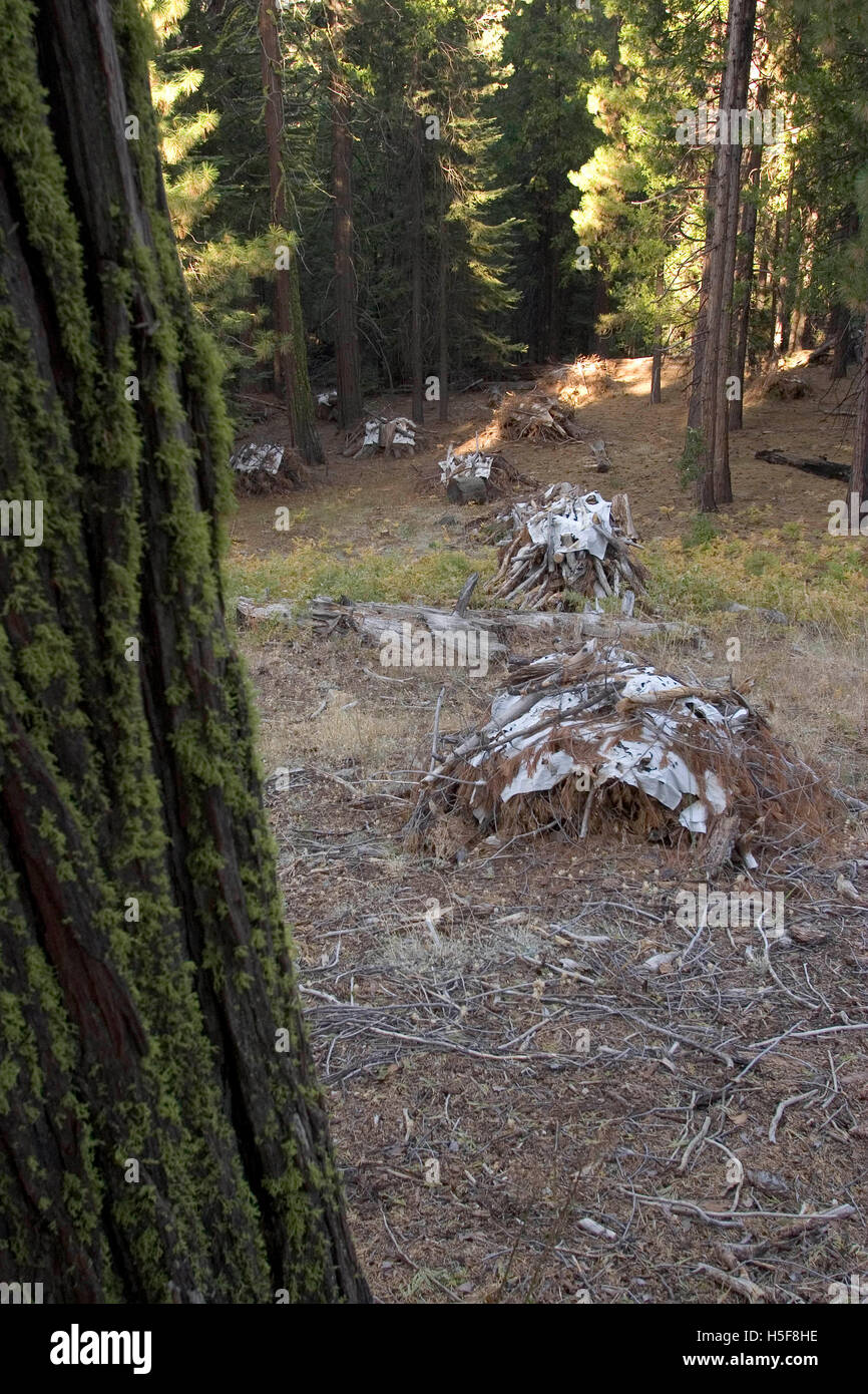 Prescribed burning florida hi-res stock photography and images - Alamy