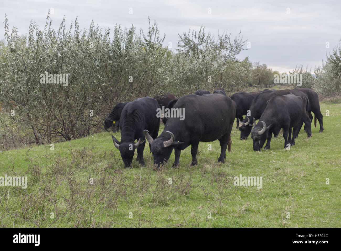 Asian buffalos reserve hi-res stock photography and images - Alamy