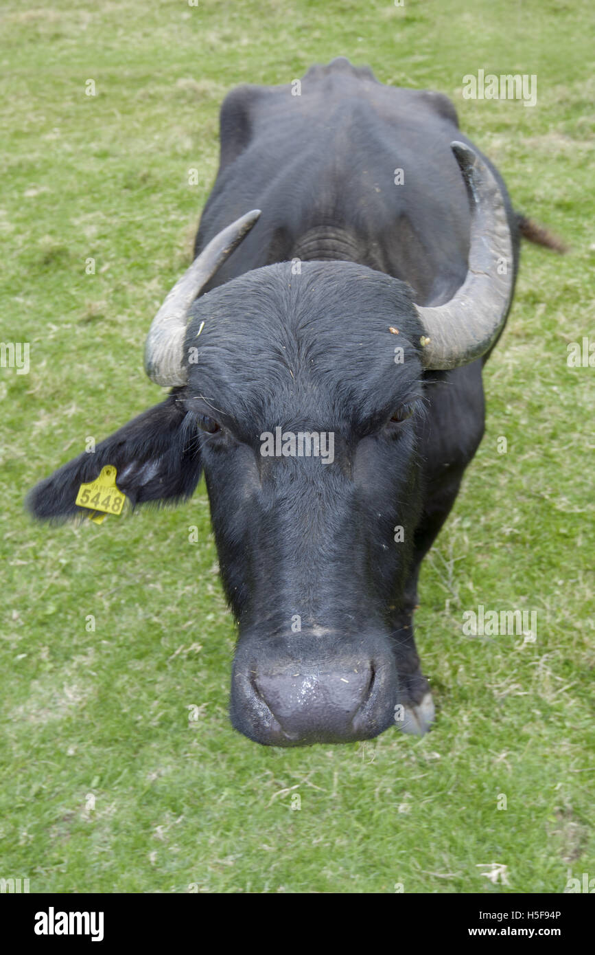 Odessa region, Ukraine. 20th October, 2016. "Buffalo operation". On ...