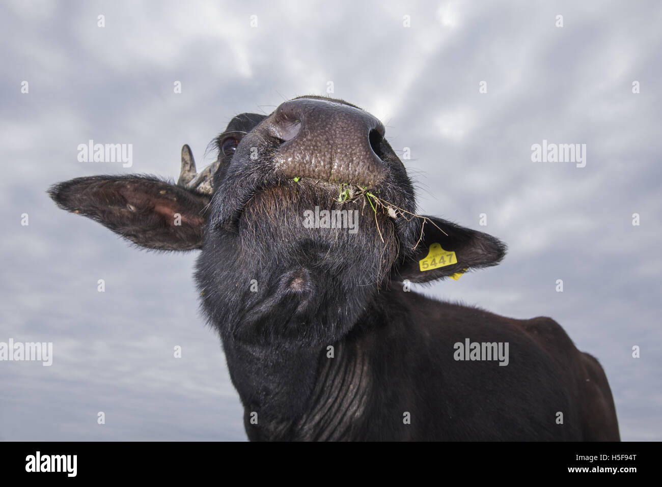 Odessa region, Ukraine. 20th October, 2016. "Buffalo operation". On ...