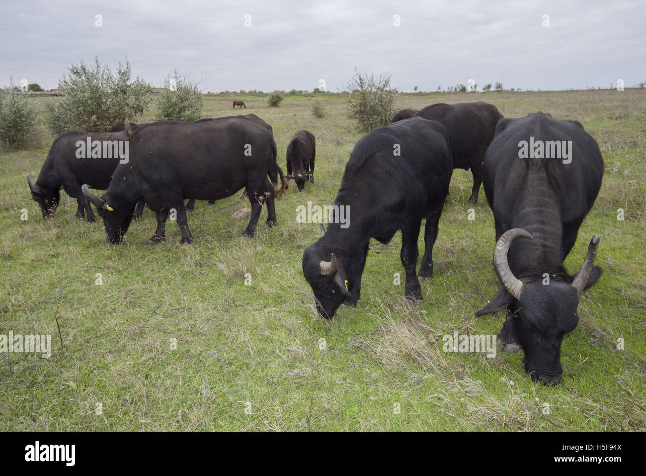 Odessa region, Ukraine. 20th October, 2016. "Buffalo operation". On ...