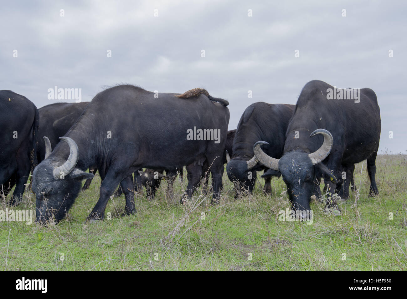 Odessa region, Ukraine. 20th October, 2016. "Buffalo operation". On ...