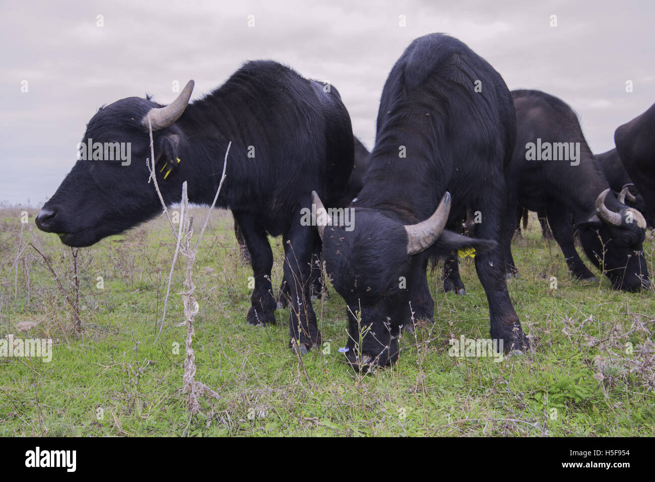 Asian buffalos reserve hi-res stock photography and images - Alamy