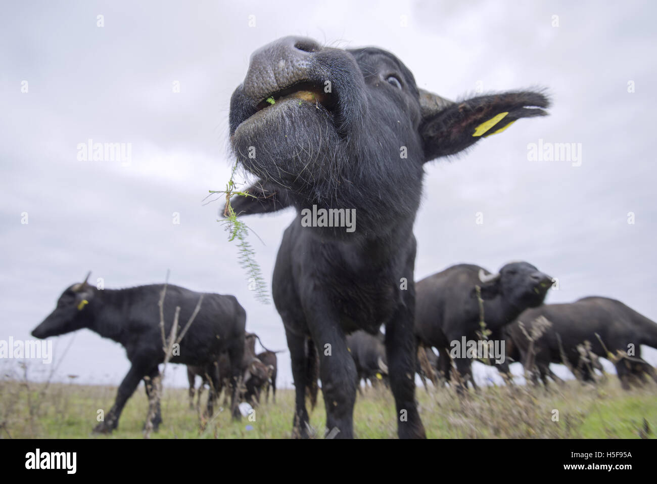 Operation buffalo hi-res stock photography and images - Alamy