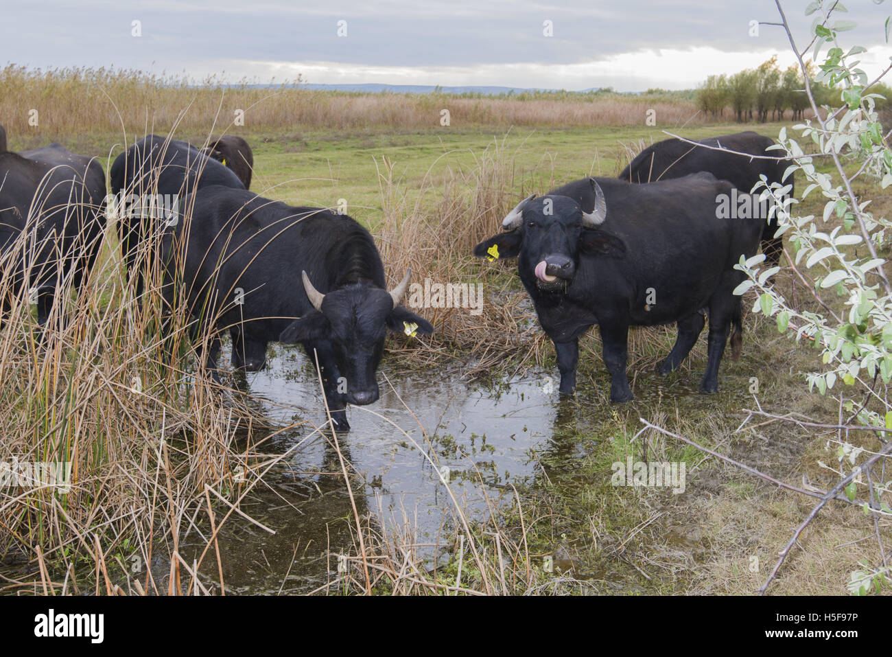 Odessa region, Ukraine. 20th October, 2016. "Buffalo operation". On ...
