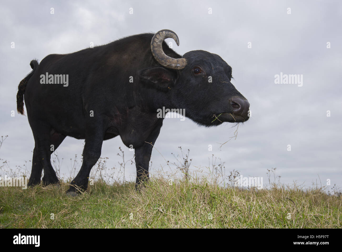 Odessa region, Ukraine. 20th October, 2016. "Buffalo operation". On ...