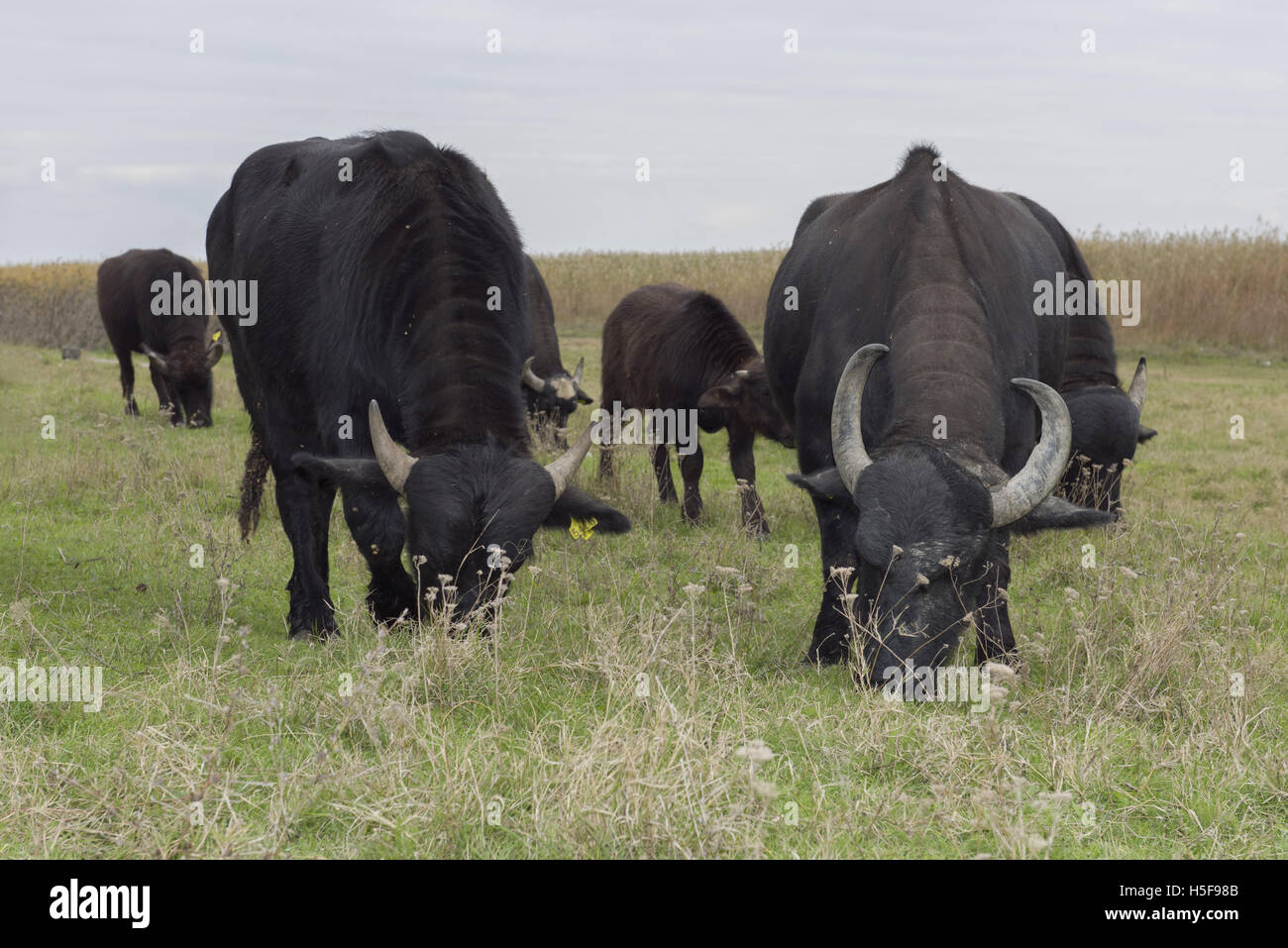 Odessa region, Ukraine. 20th October, 2016. "Buffalo operation". On ...