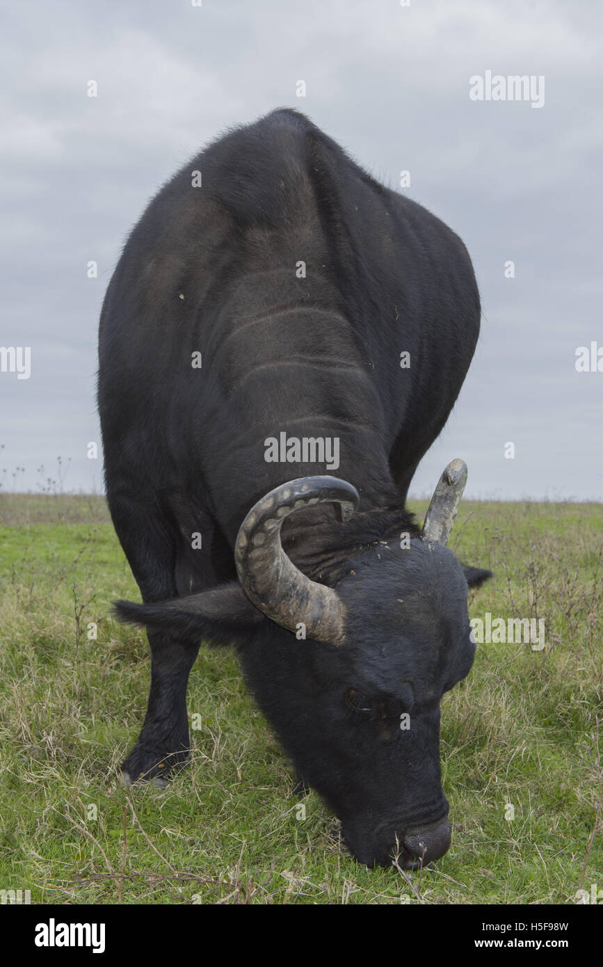 Asian buffalos reserve hi-res stock photography and images - Alamy