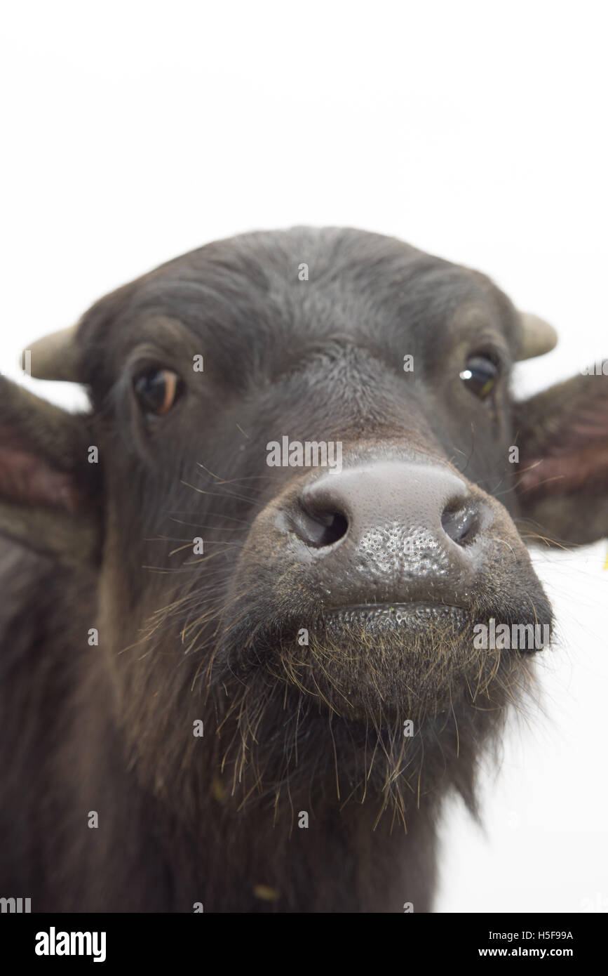 Operation buffalo hi-res stock photography and images - Alamy