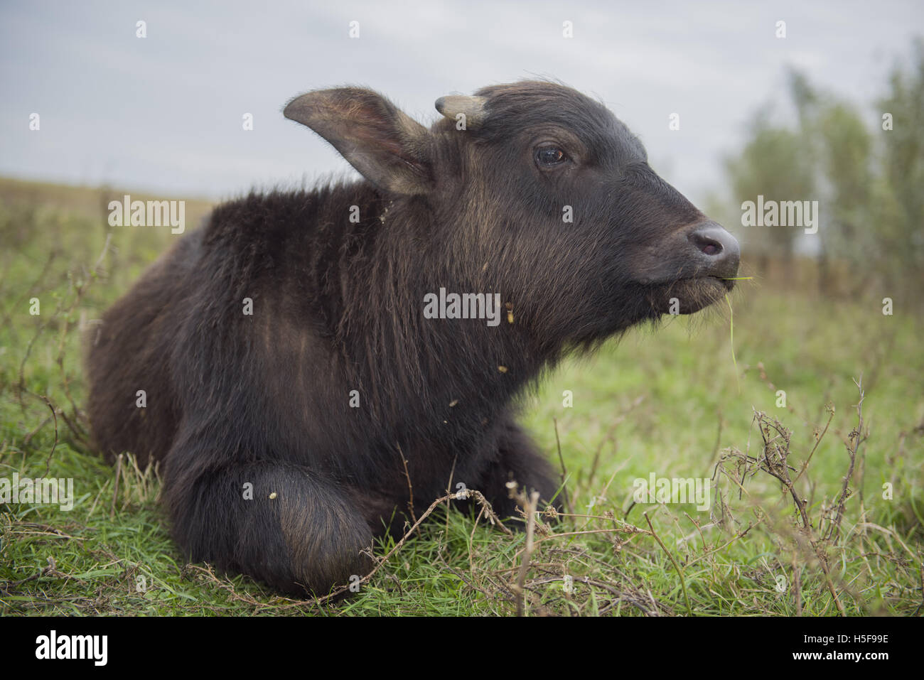 Odessa region, Ukraine. 20th October, 2016. "Buffalo operation". On ...