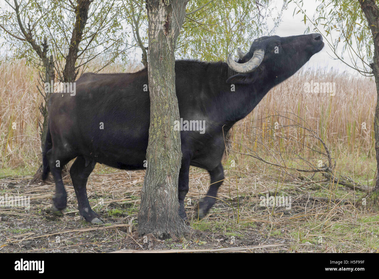 Odessa, Ukraine. 20th Oct, 2016. ''Buffalo operation''. On October 20 ...