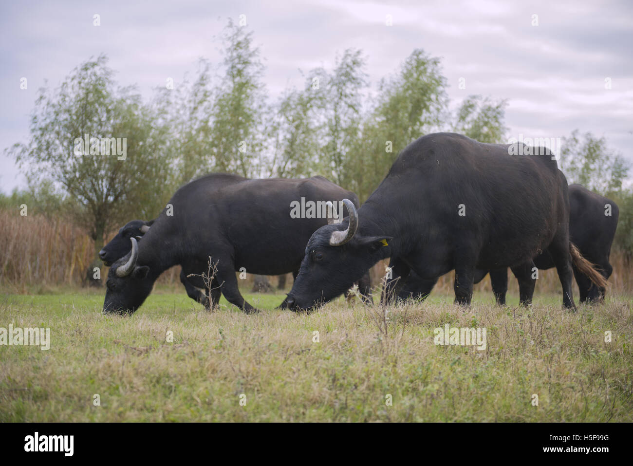 Asian buffalos reserve hi-res stock photography and images - Alamy