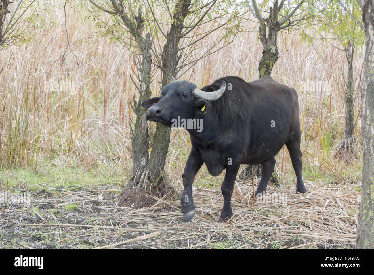 Asian buffalos reserve hi-res stock photography and images - Alamy