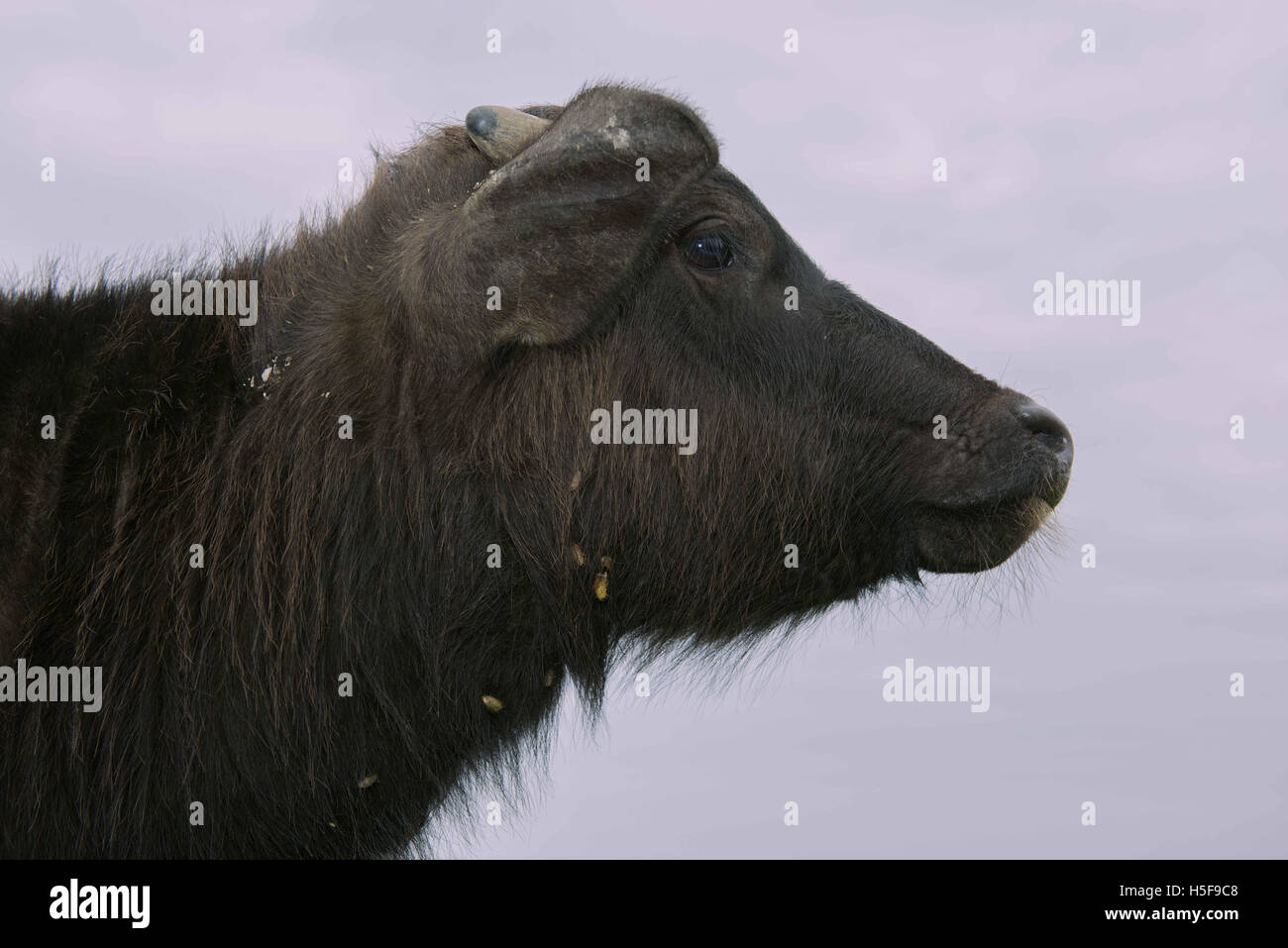 Operation buffalo hi-res stock photography and images - Alamy