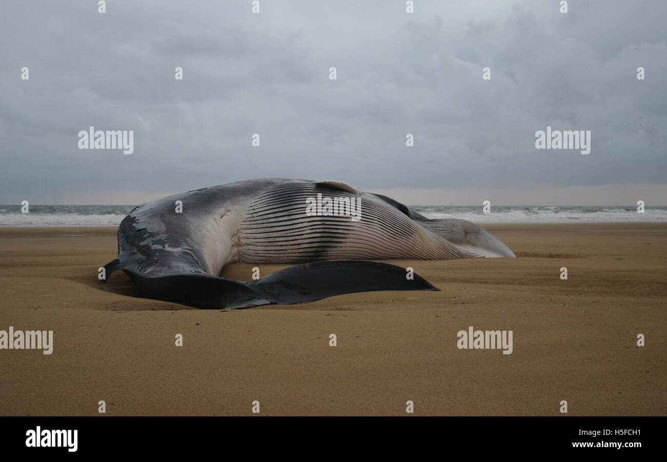 Dead fin whale on beach hi-res stock photography and images - Alamy