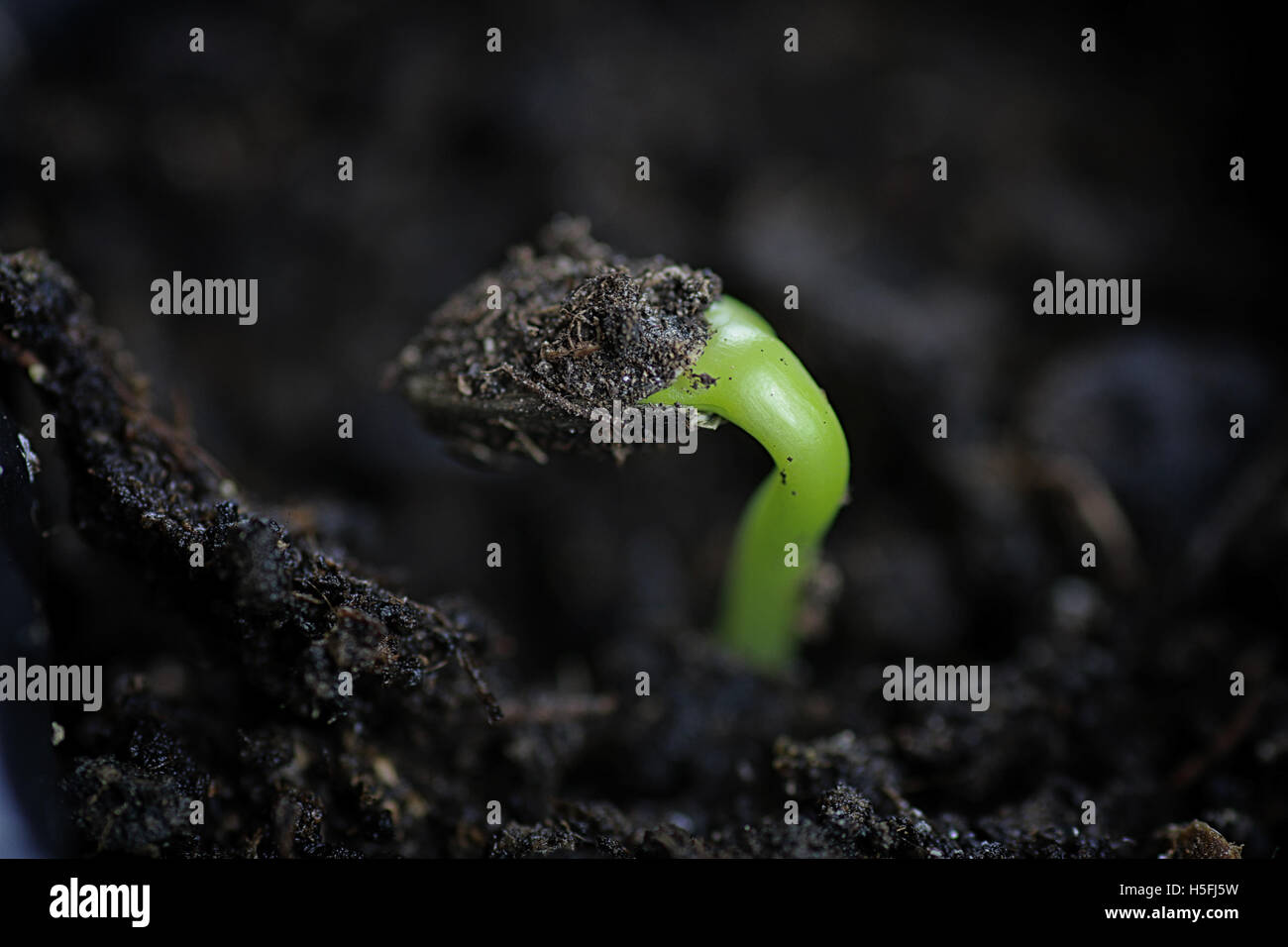 small sprout from seeds Stock Photo - Alamy