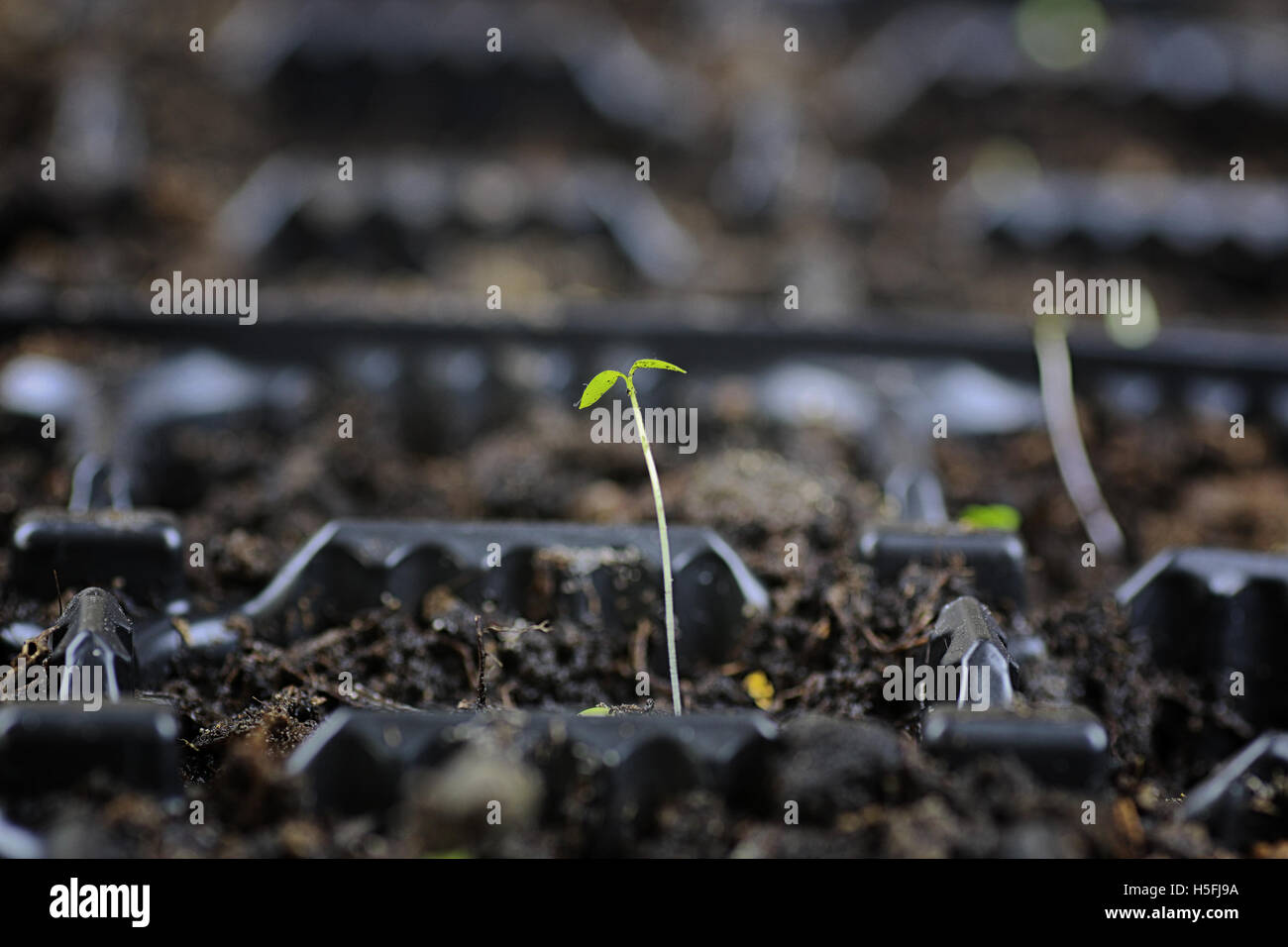 small sprout from seeds Stock Photo - Alamy