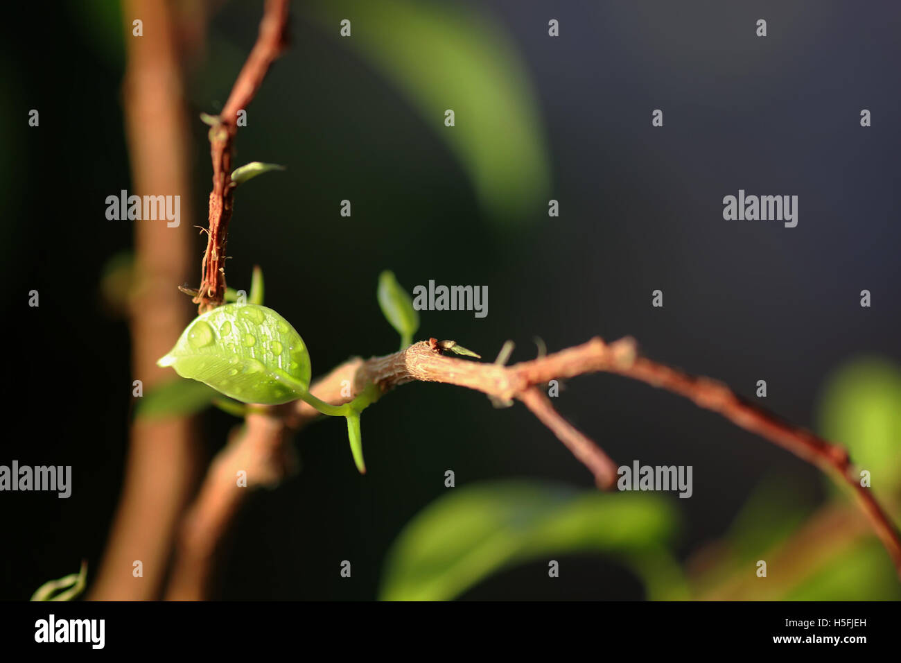 small leaf on a branch Stock Photo - Alamy