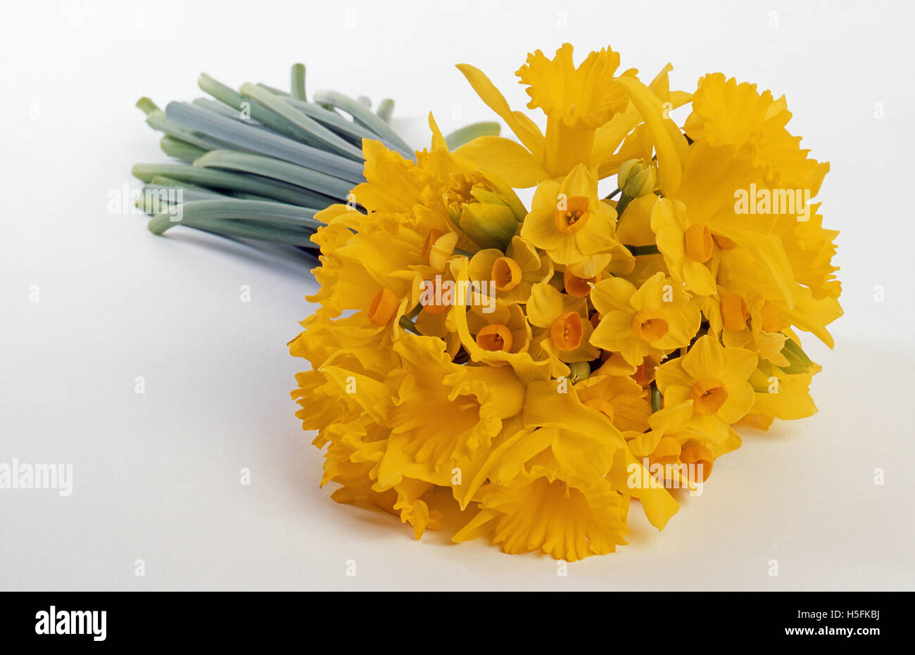 Image of fragrant narcissus hi-res stock photography and images - Alamy