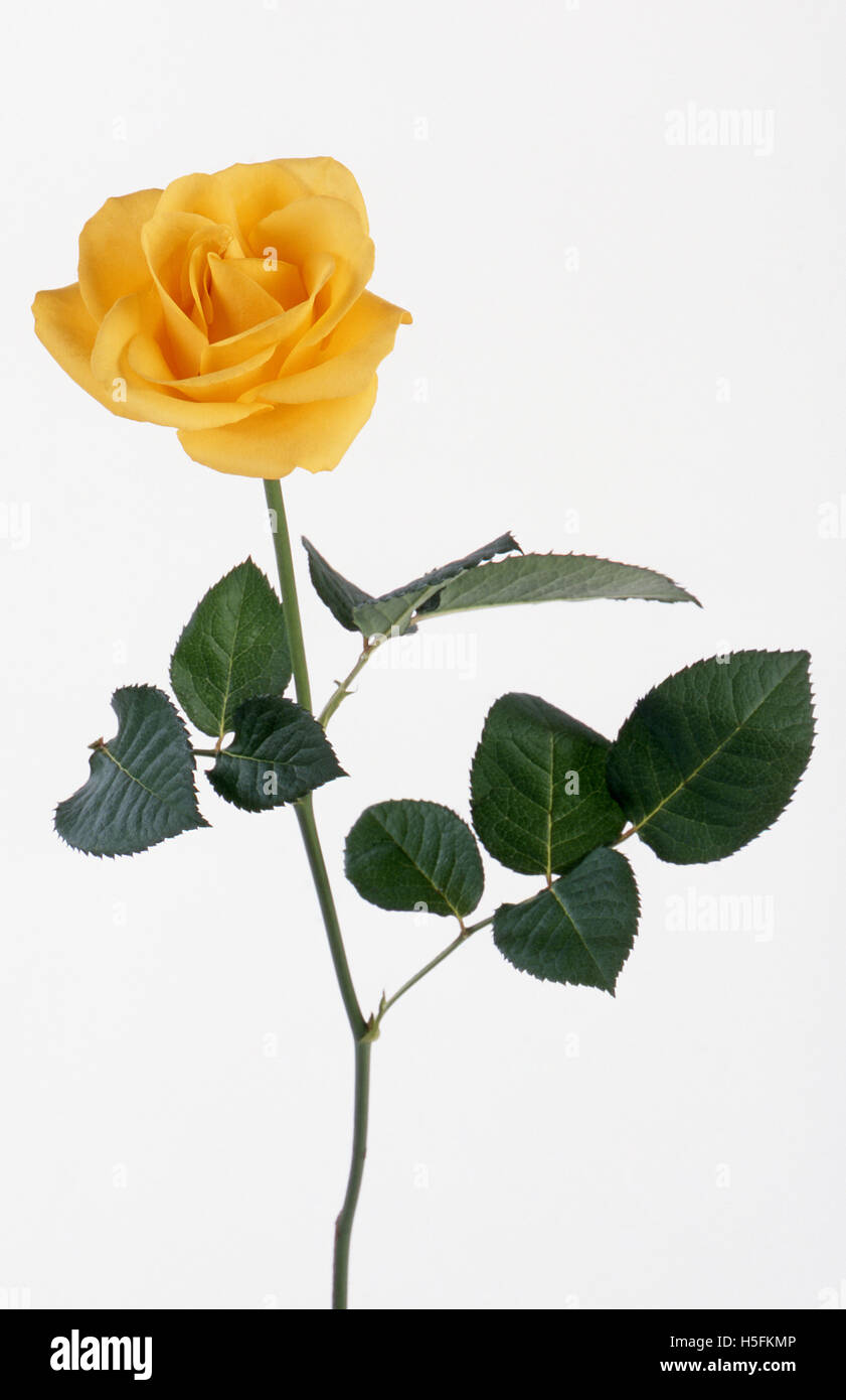 Studio image of a single yellow rose Stock Photo - Alamy