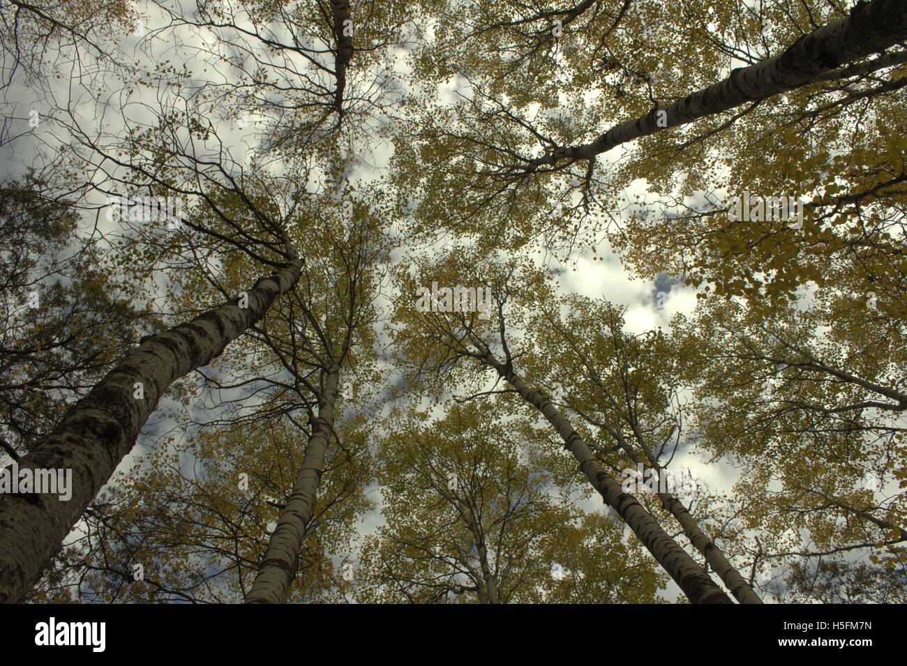 Looking Up Through The Poplar Trees on a Fall Day Stock Photo - Alamy